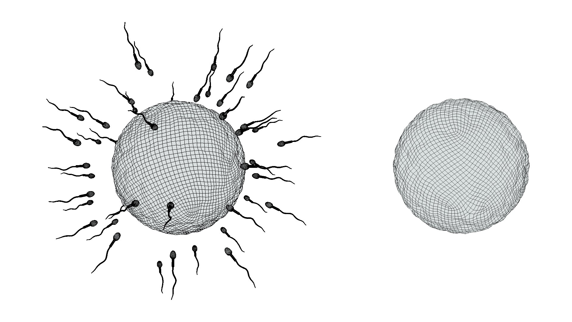 Human Fertilization Of Sperm And Egg Cell Ovum 3D - TurboSquid 2132490