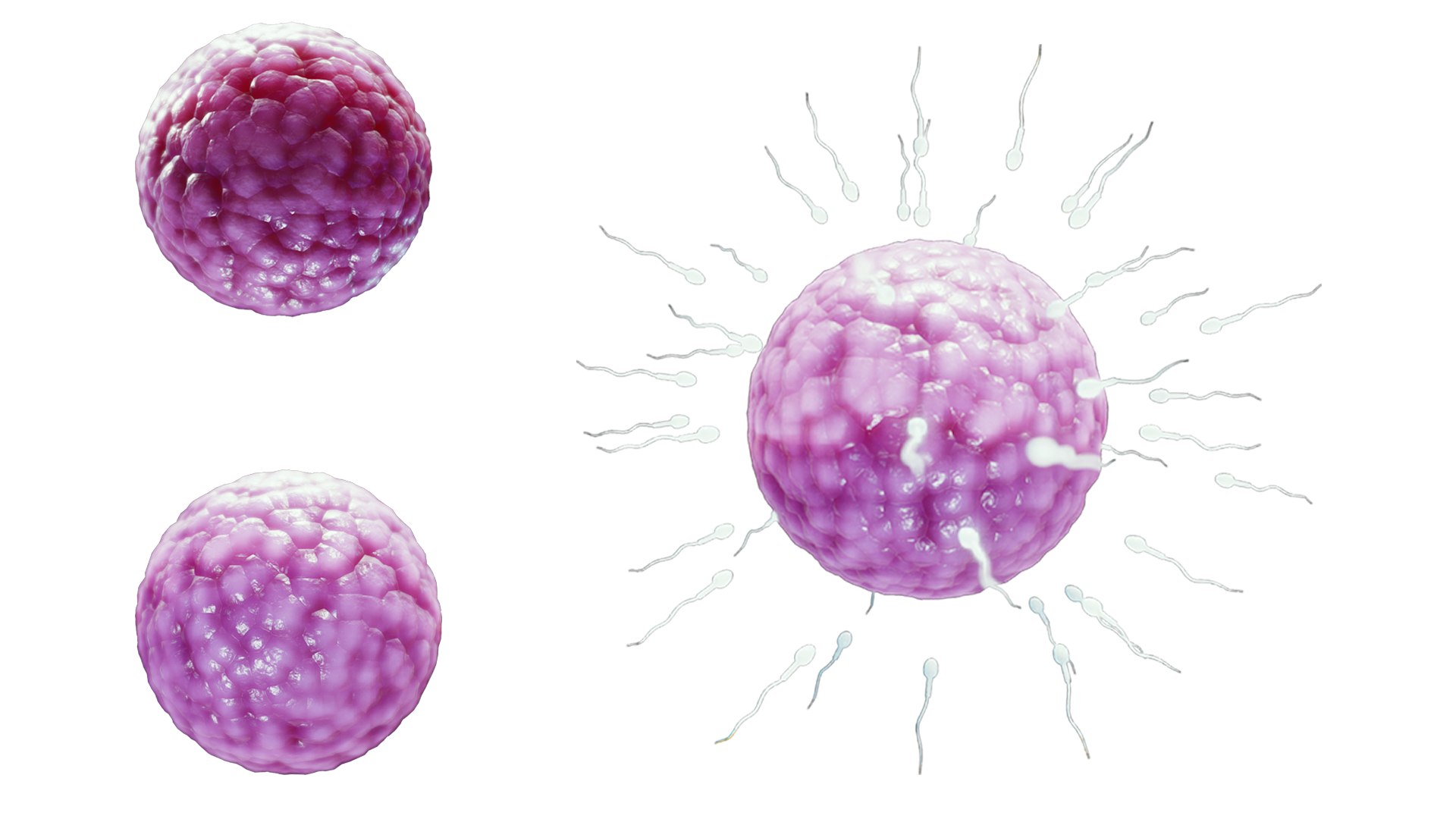 Human Fertilization Of Sperm And Egg Cell Ovum 3D - TurboSquid 2132490