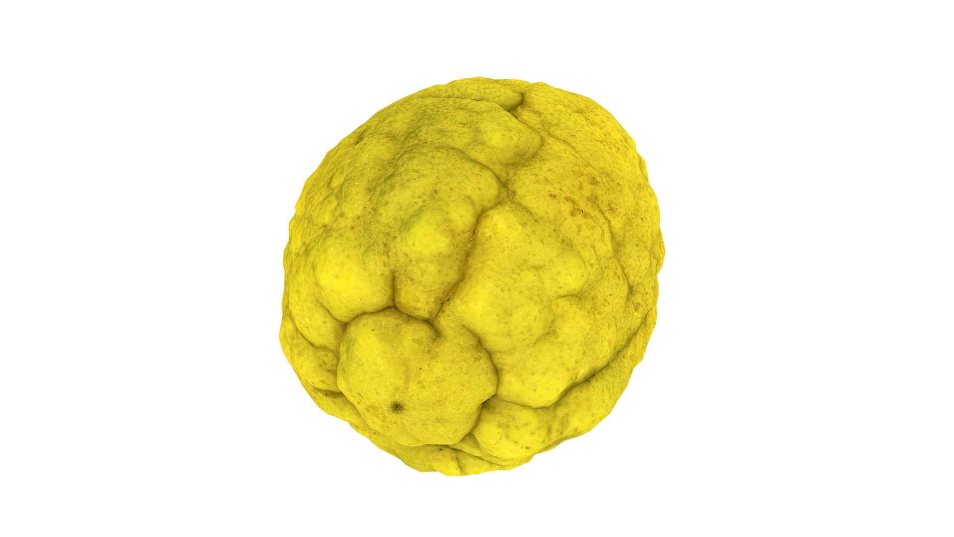 3D Model Citron Citrus Medica - Real-Time 3D Scanned - TurboSquid 1730921