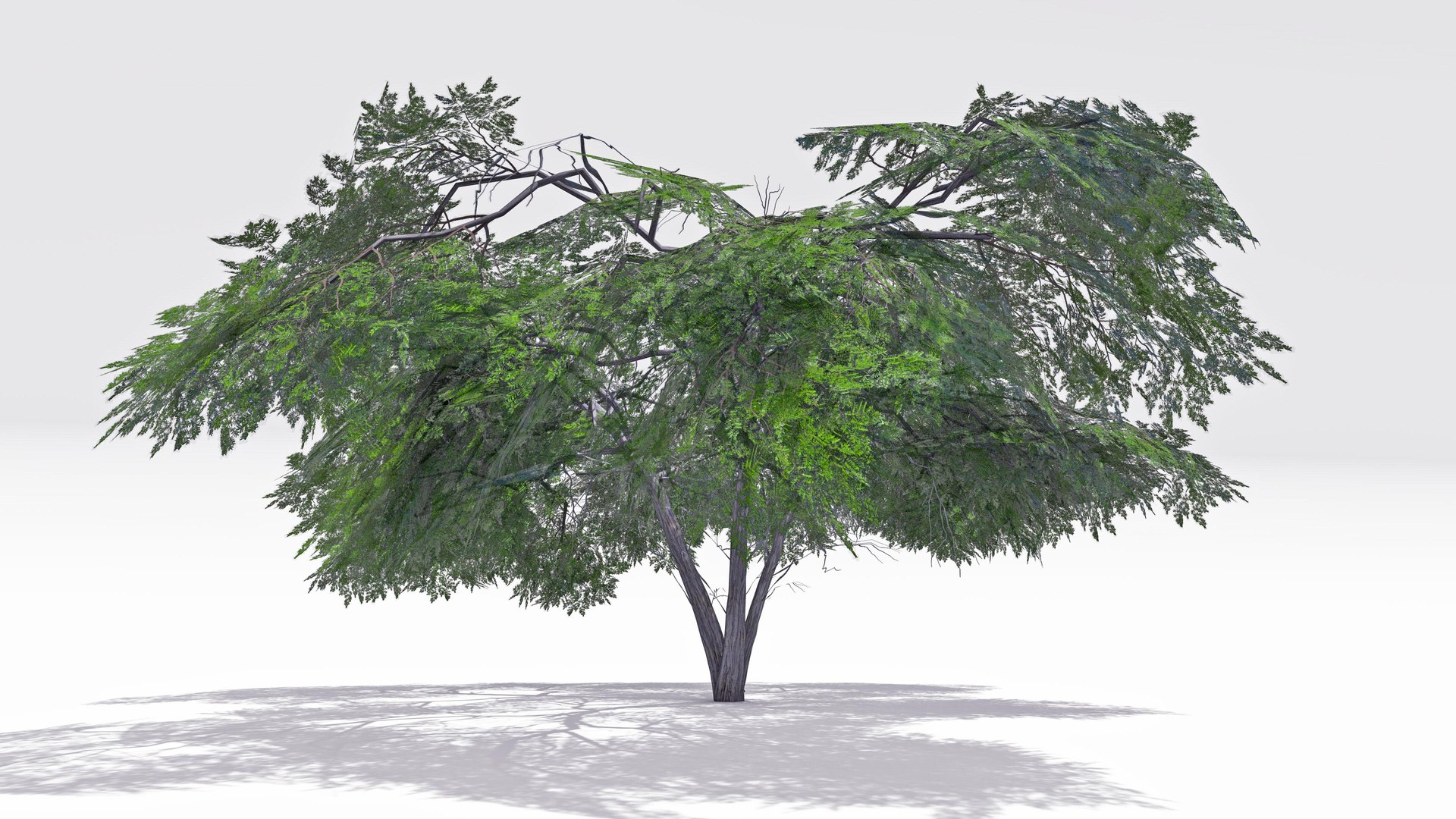 3D Model Acacia Tree-S22 - TurboSquid 2378154