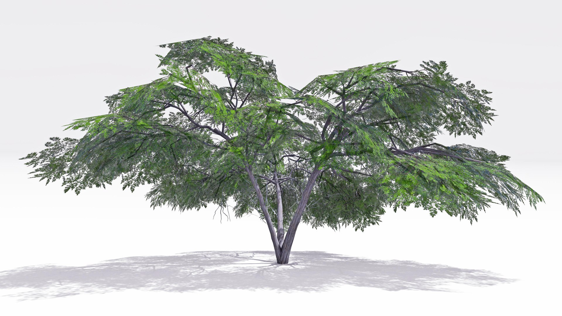 3D Model Acacia Tree-S22 - TurboSquid 2378154