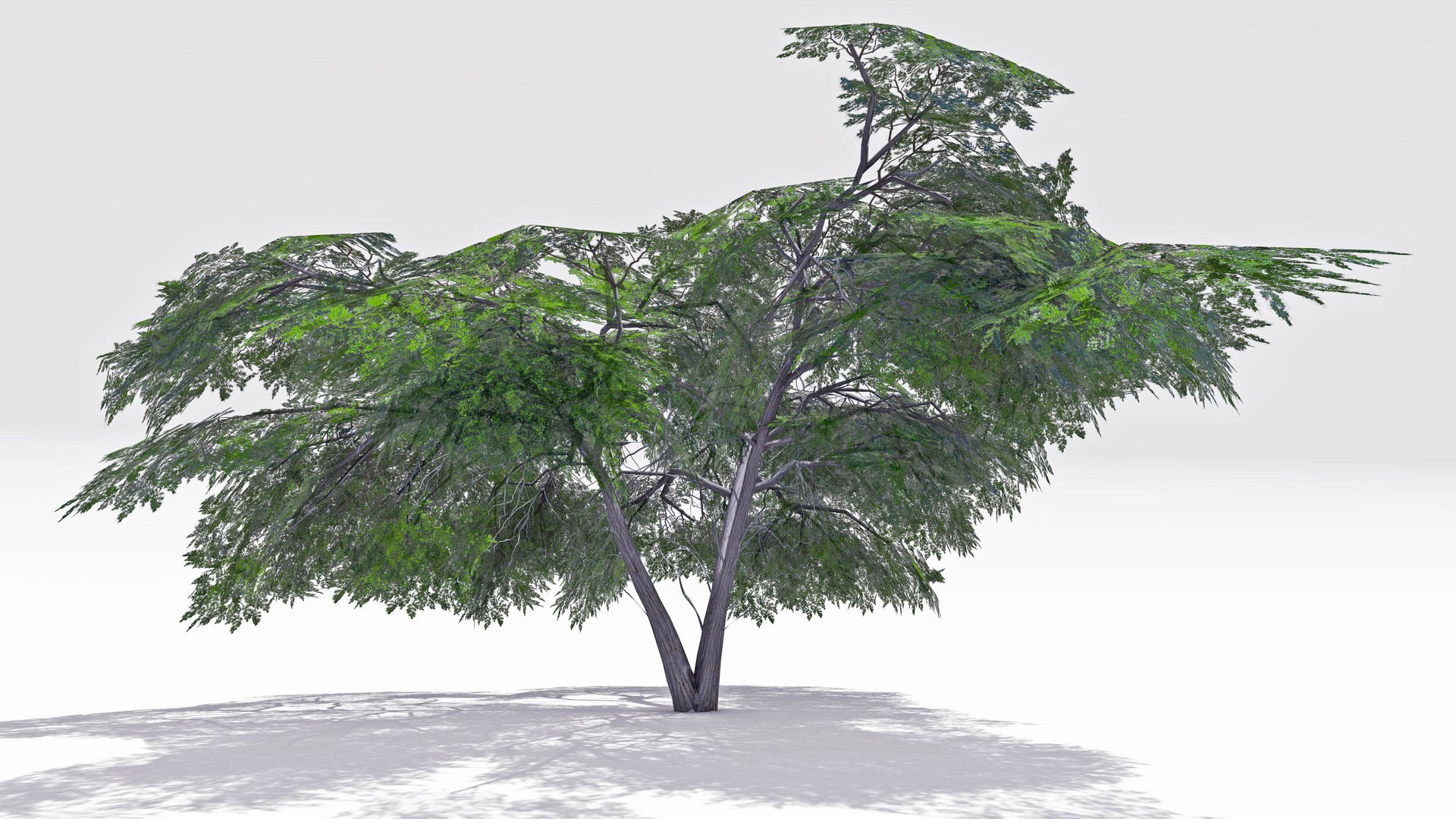 3D Model Acacia Tree-S22 - TurboSquid 2378154