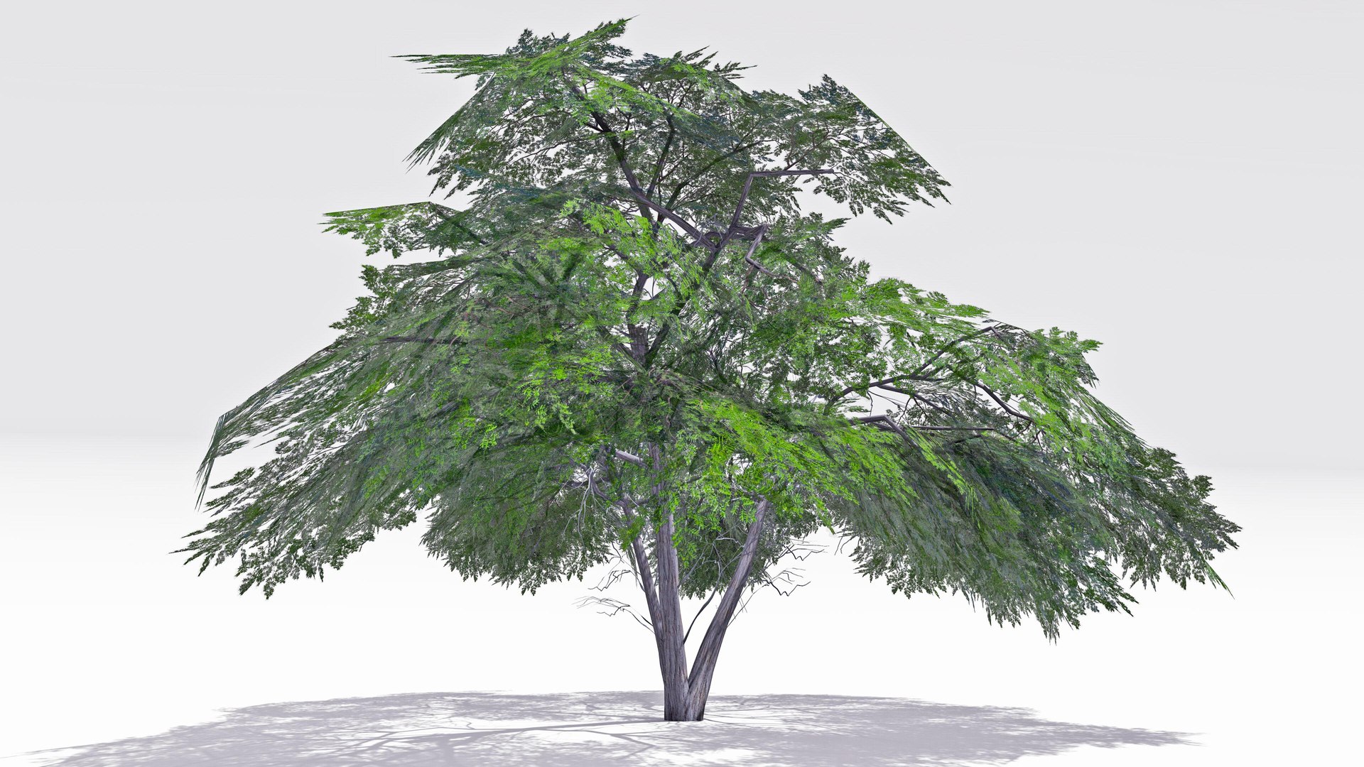 3D Model Acacia Tree-S22 - TurboSquid 2378154