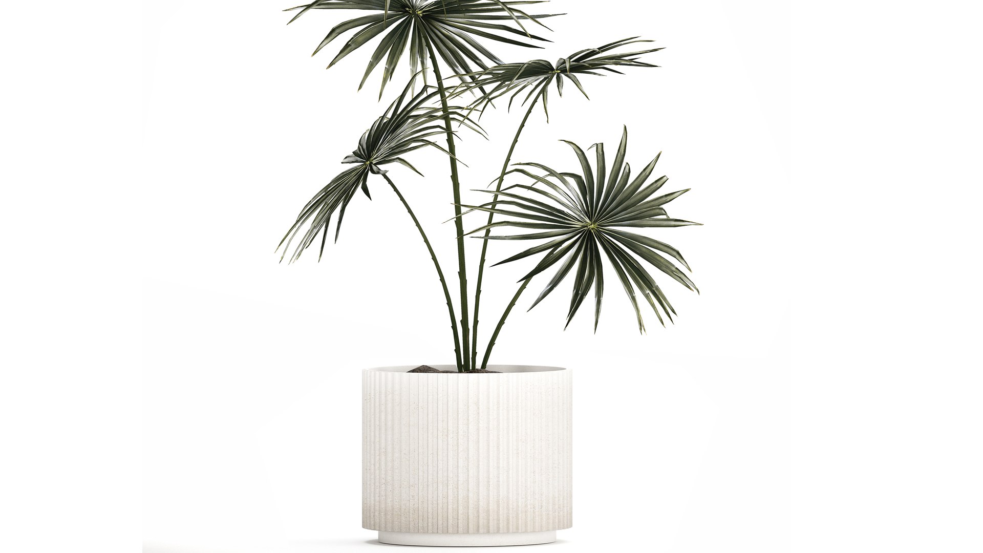 Beautiful fan palm in a flower pot for decoration 1282 3D model ...