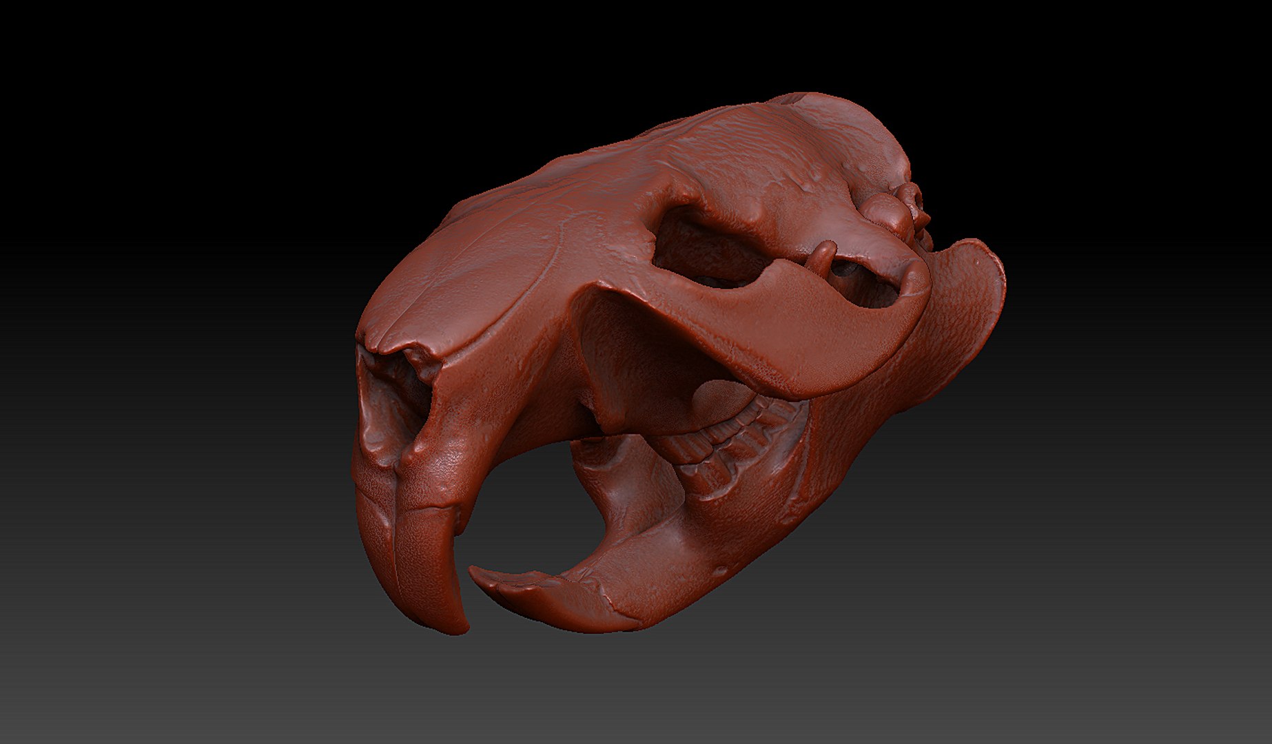 Beaver Castor Skull 3d Model