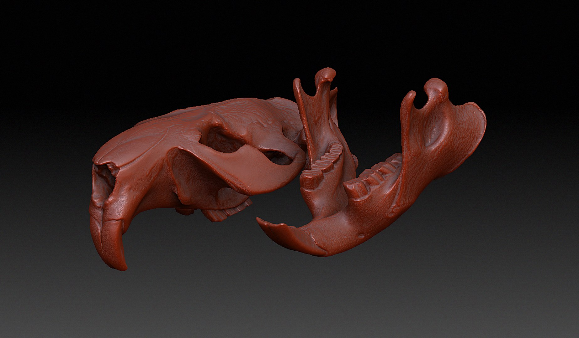 Beaver Castor Skull 3d Model