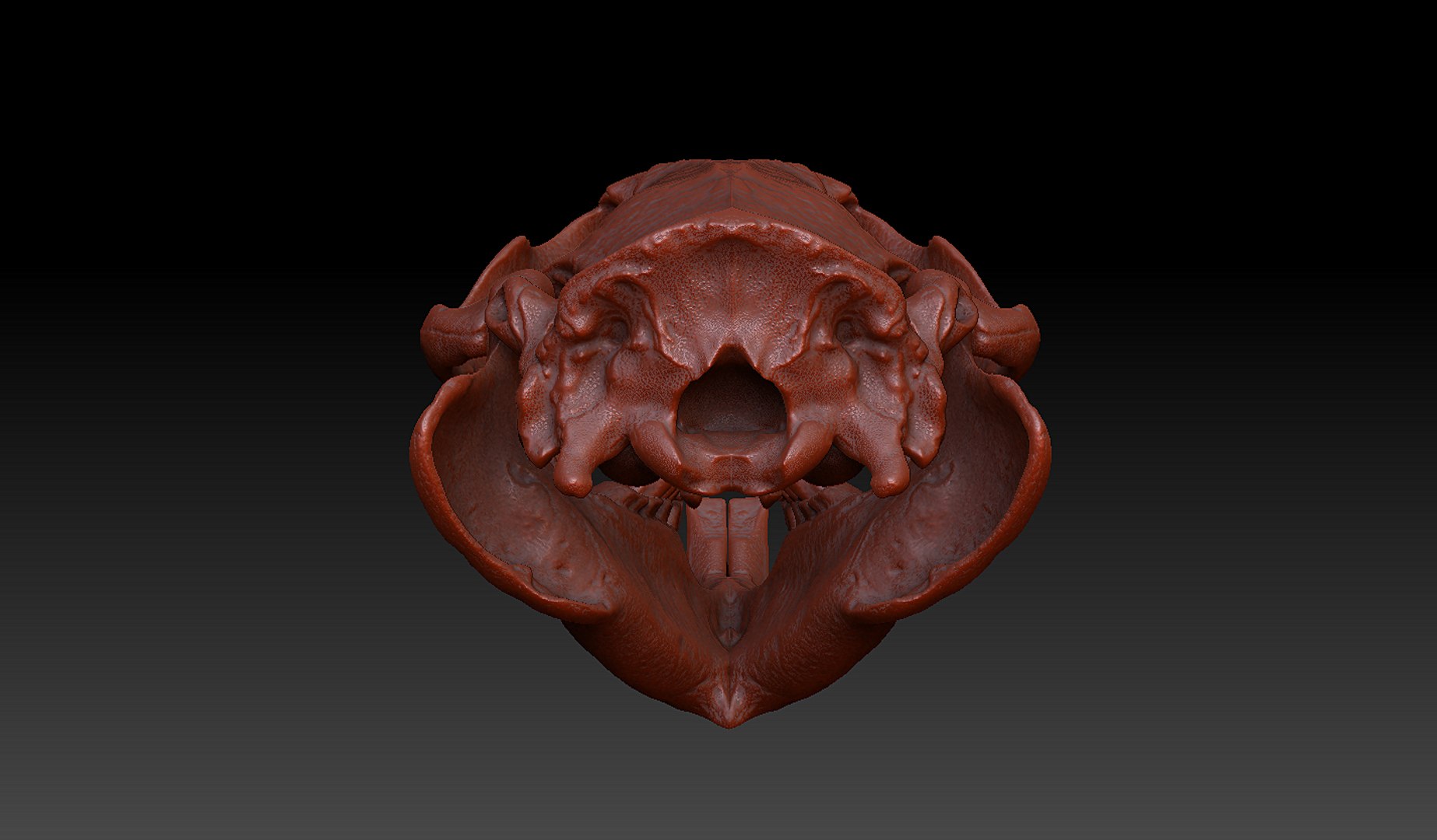 Beaver Castor Skull 3d Model