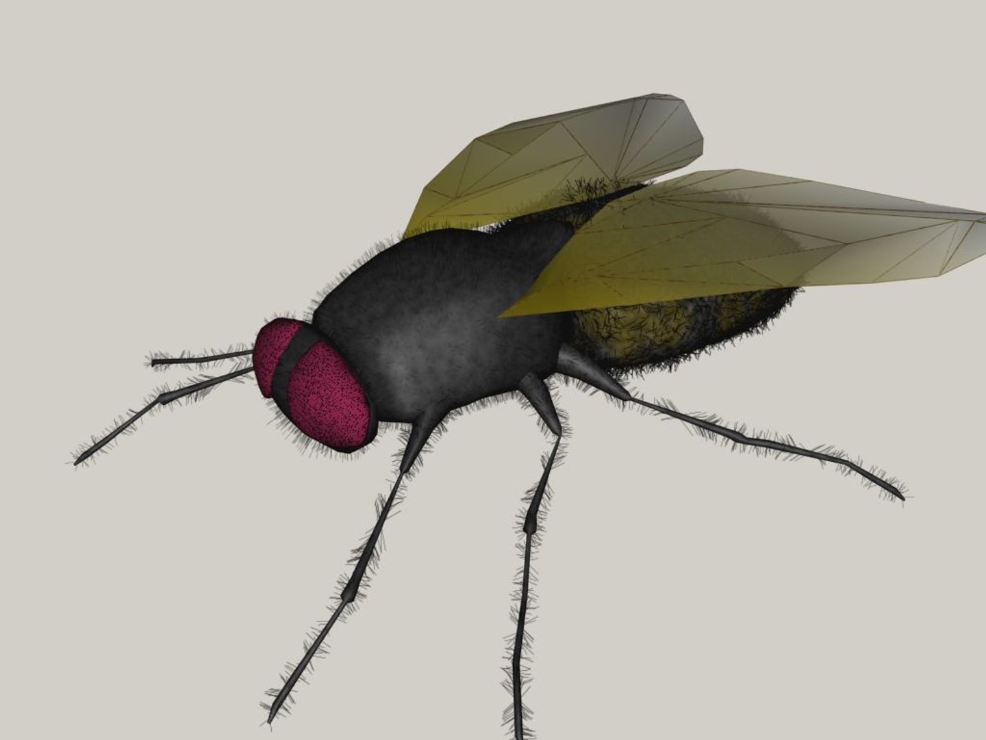 Fly 3d Model