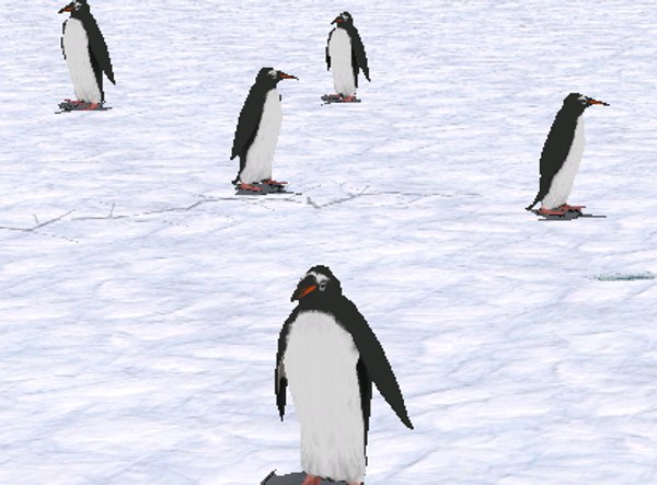 3d penguin animation