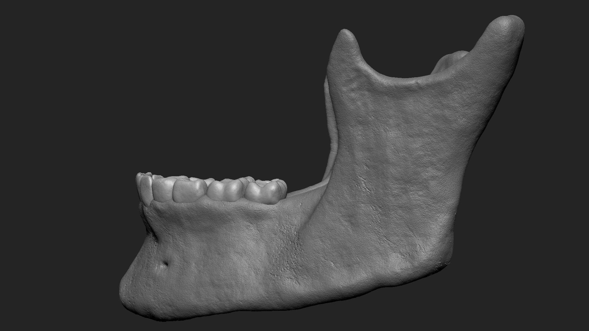 Human Skull Female Cranium 3D - TurboSquid 1536371