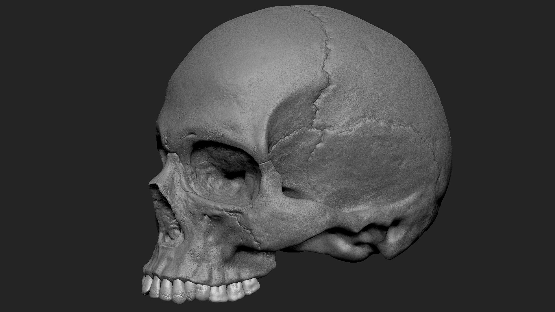 Human Skull Female Cranium 3D - TurboSquid 1536371