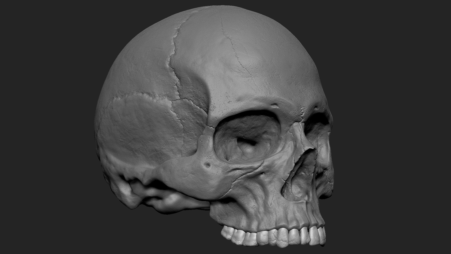 Human Skull Female Cranium 3D - TurboSquid 1536371