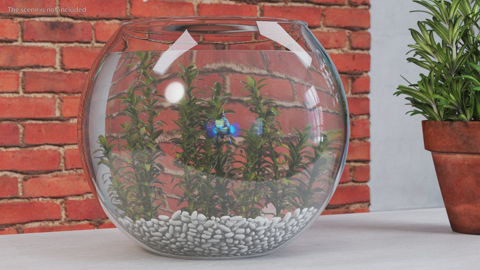 Round Aquarium with Mandarinfish 3D - TurboSquid 2030659
