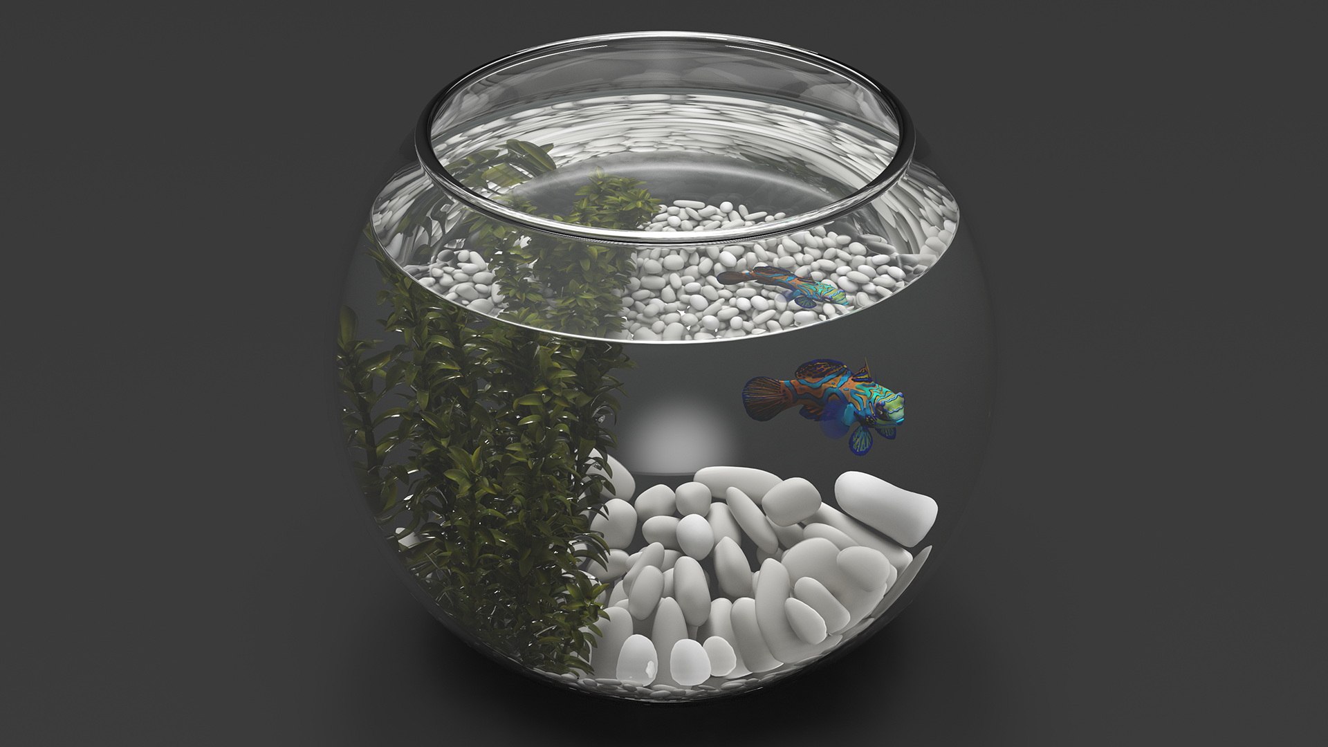 Round Aquarium with Mandarinfish 3D - TurboSquid 2030659