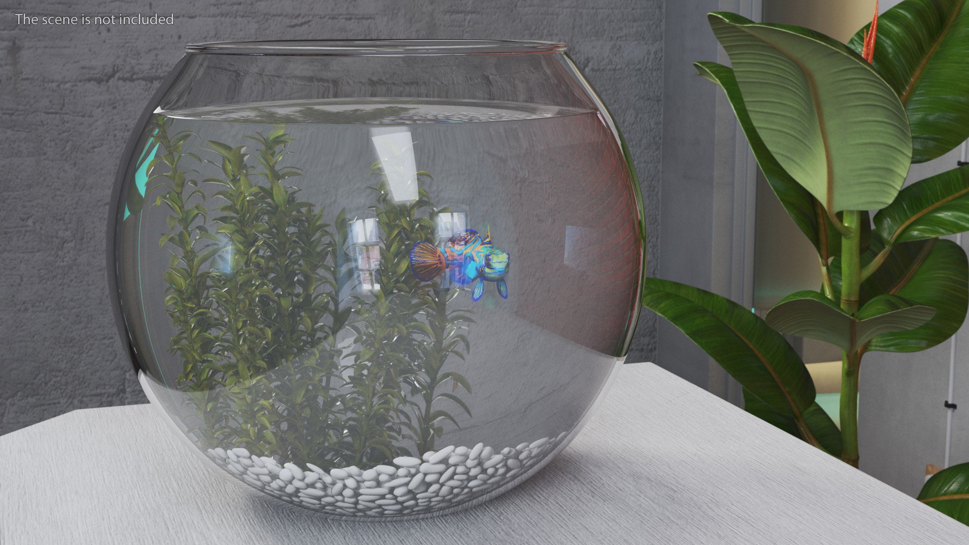 Round Aquarium with Mandarinfish 3D - TurboSquid 2030659