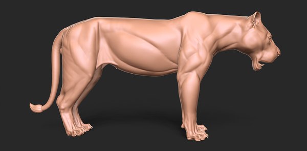 Lion Primary Forms Zbrush Sculpt model - TurboSquid 1819562