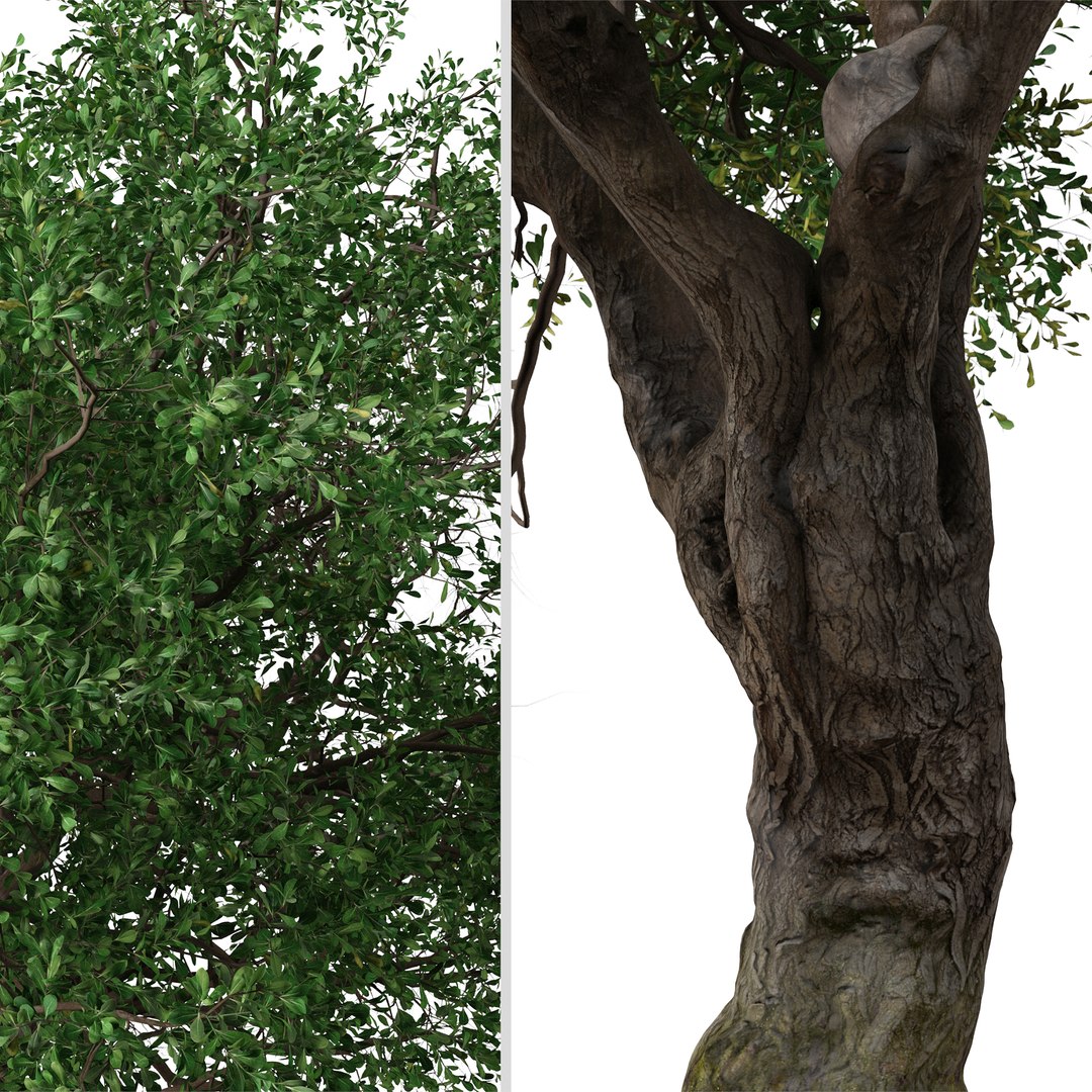 3D Set Of Black Olive Or Bucida Buceras Tree - 2 Trees - TurboSquid 1986806