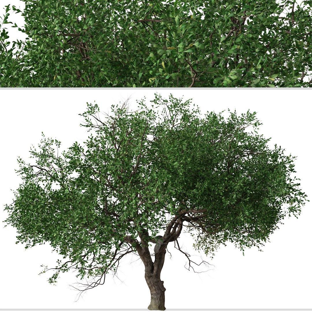 3D Set Of Black Olive Or Bucida Buceras Tree - 2 Trees - TurboSquid 1986806