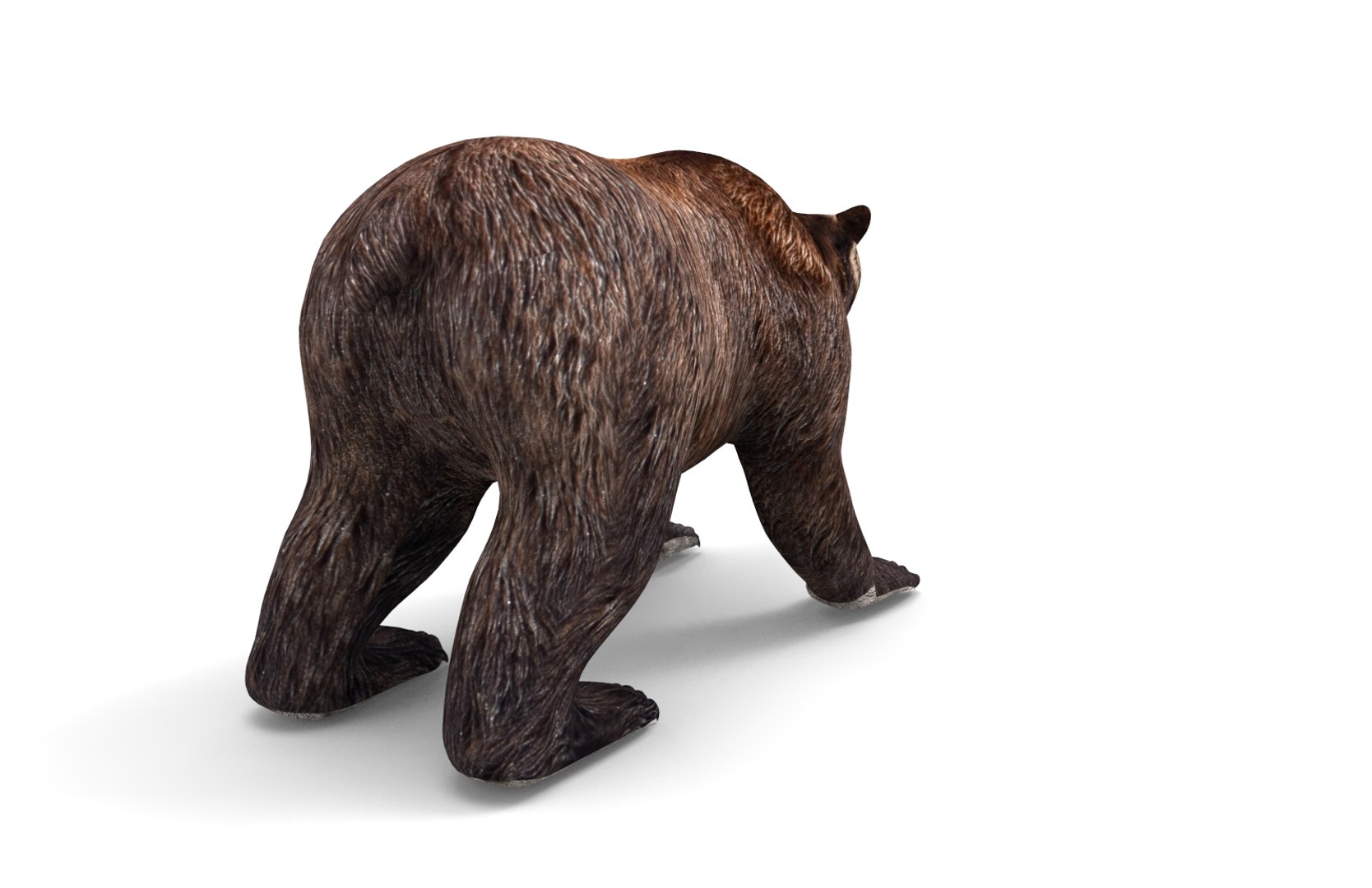Brown bear animation 3D - TurboSquid 1223295