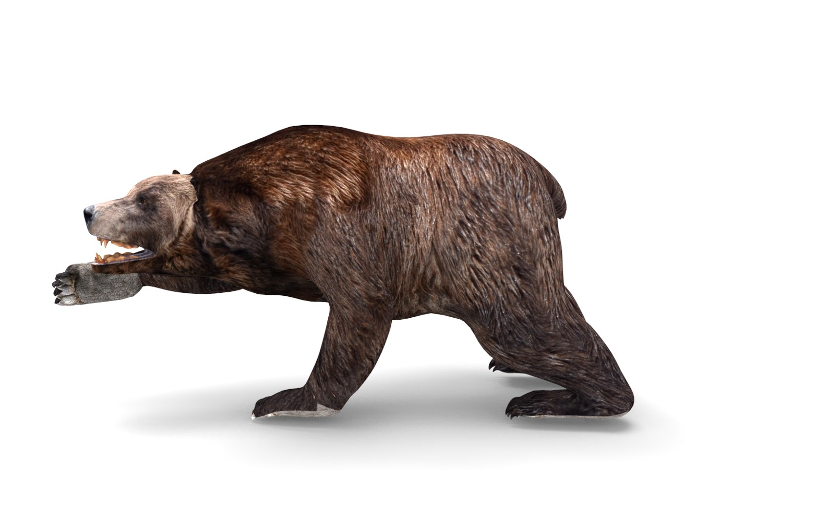 Brown Bear Animation 3D - TurboSquid 1223295