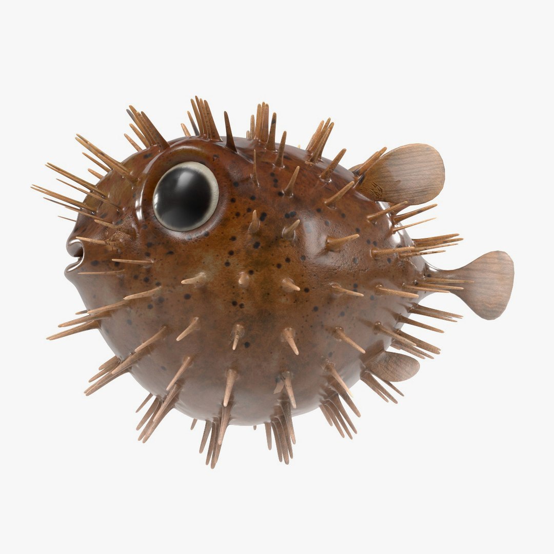 3d Diodon Holocanthus