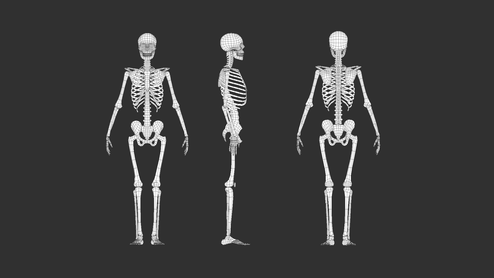 Skeleton Unity Rigged 3D Model - TurboSquid 1521417