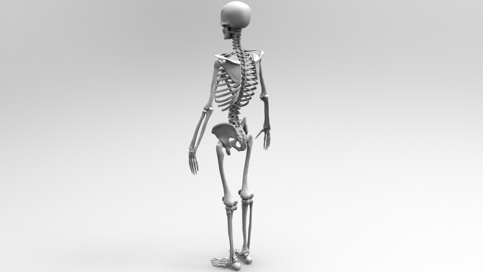 Skeleton Unity Rigged 3D Model - TurboSquid 1521417