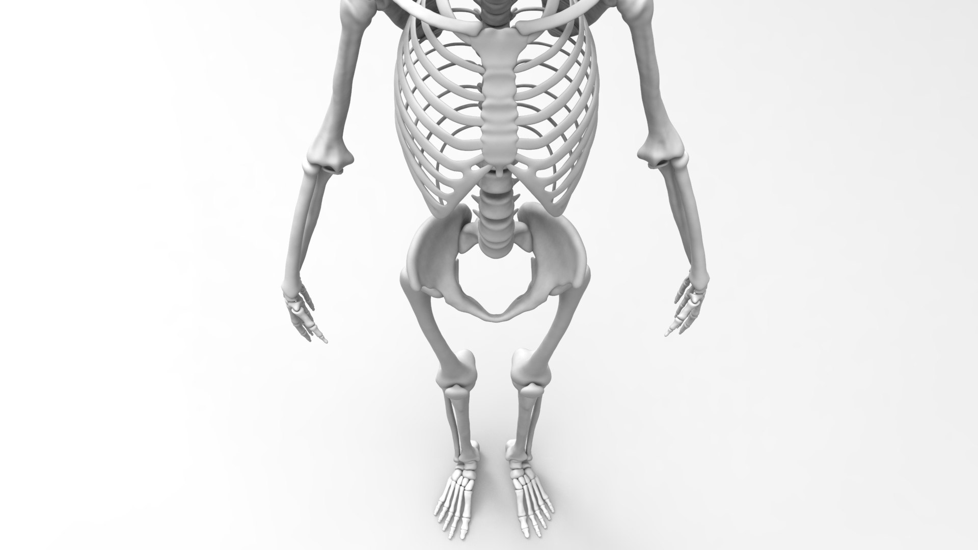 Skeleton Unity Rigged 3D Model - TurboSquid 1521417