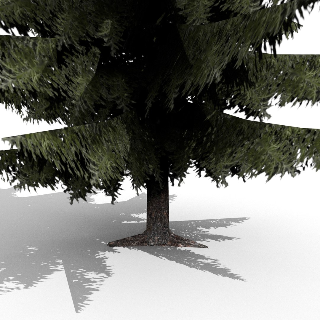 3d Spruce Model
