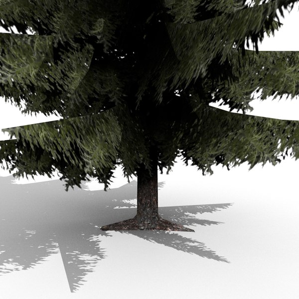 3d spruce model