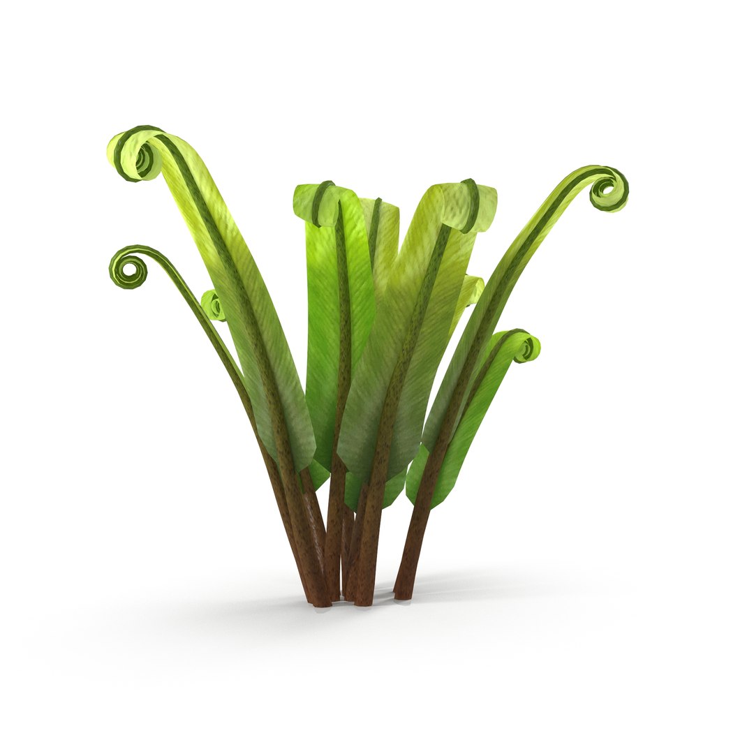 Fern Phyllitis Scolopendrium Model - TurboSquid 2207067