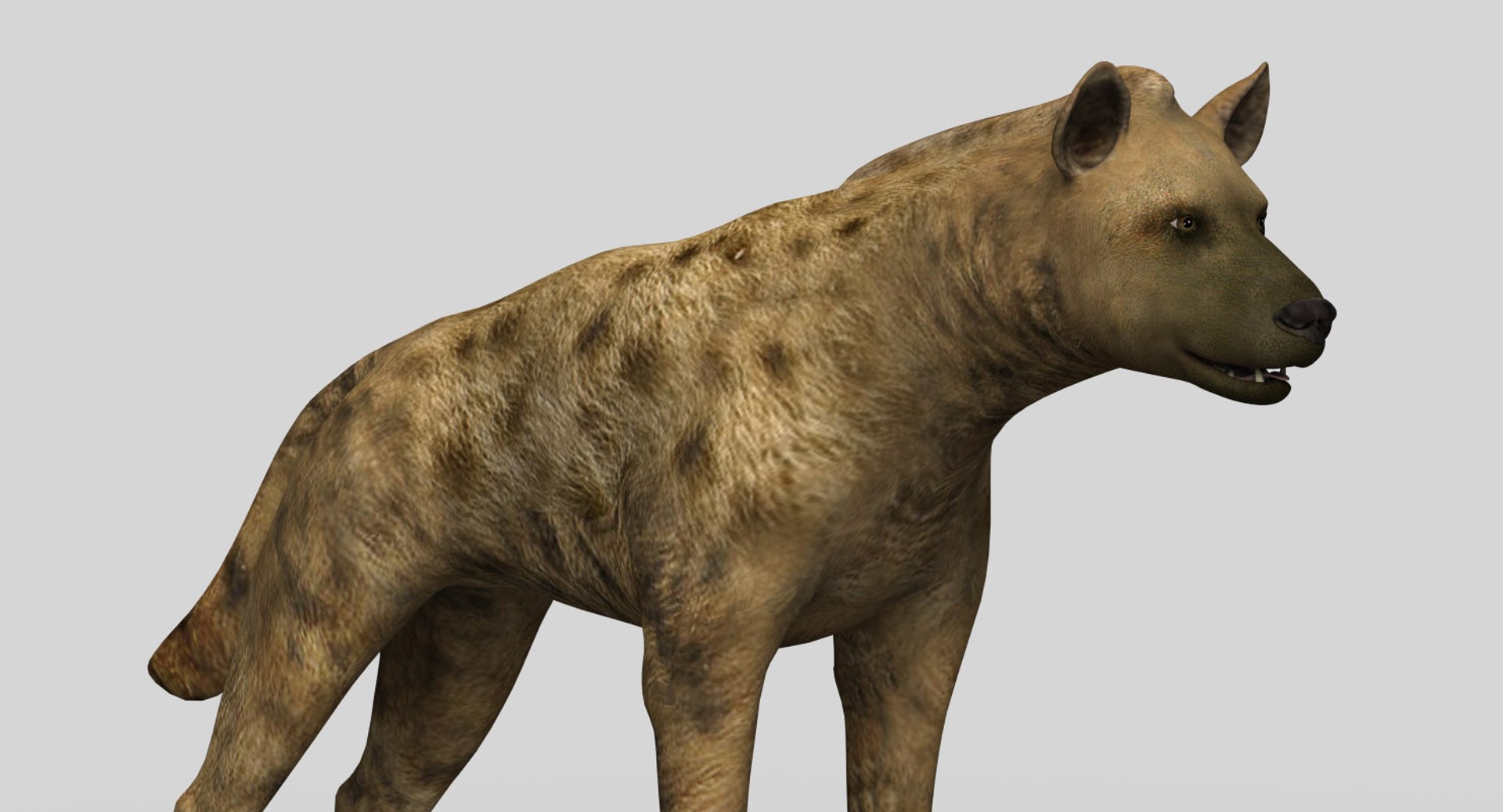 Hyena Hair 3d Model
