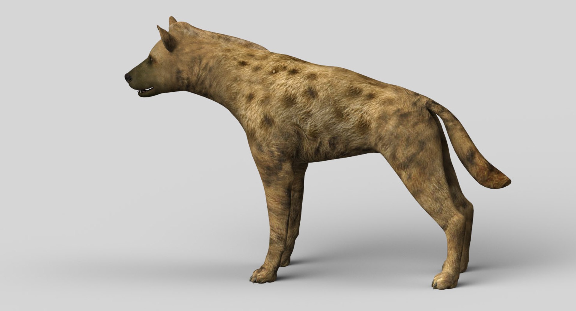 Hyena Hair 3d Model