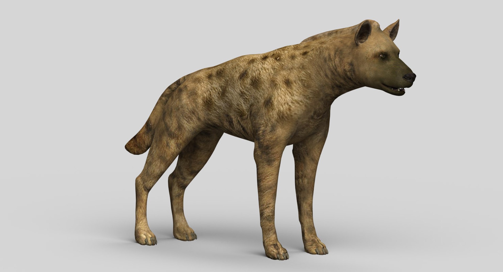 Hyena Hair 3d Model
