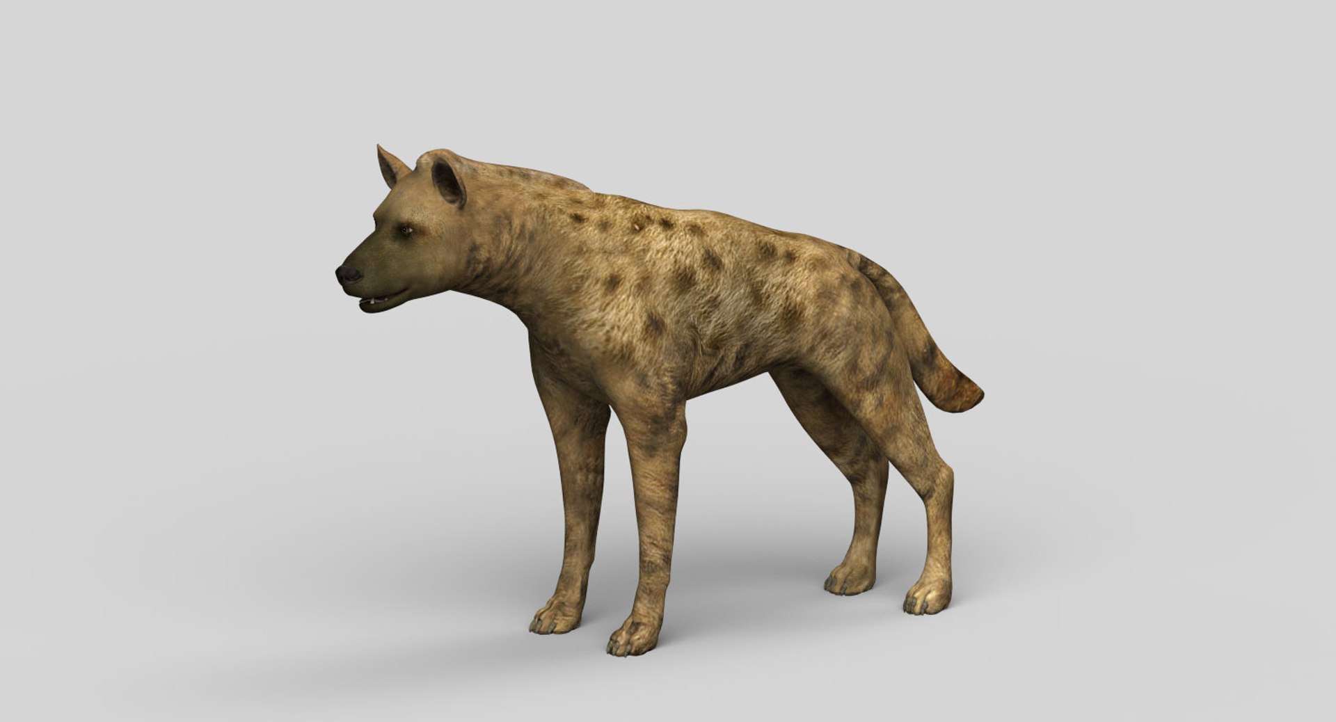 Hyena Hair 3d Model