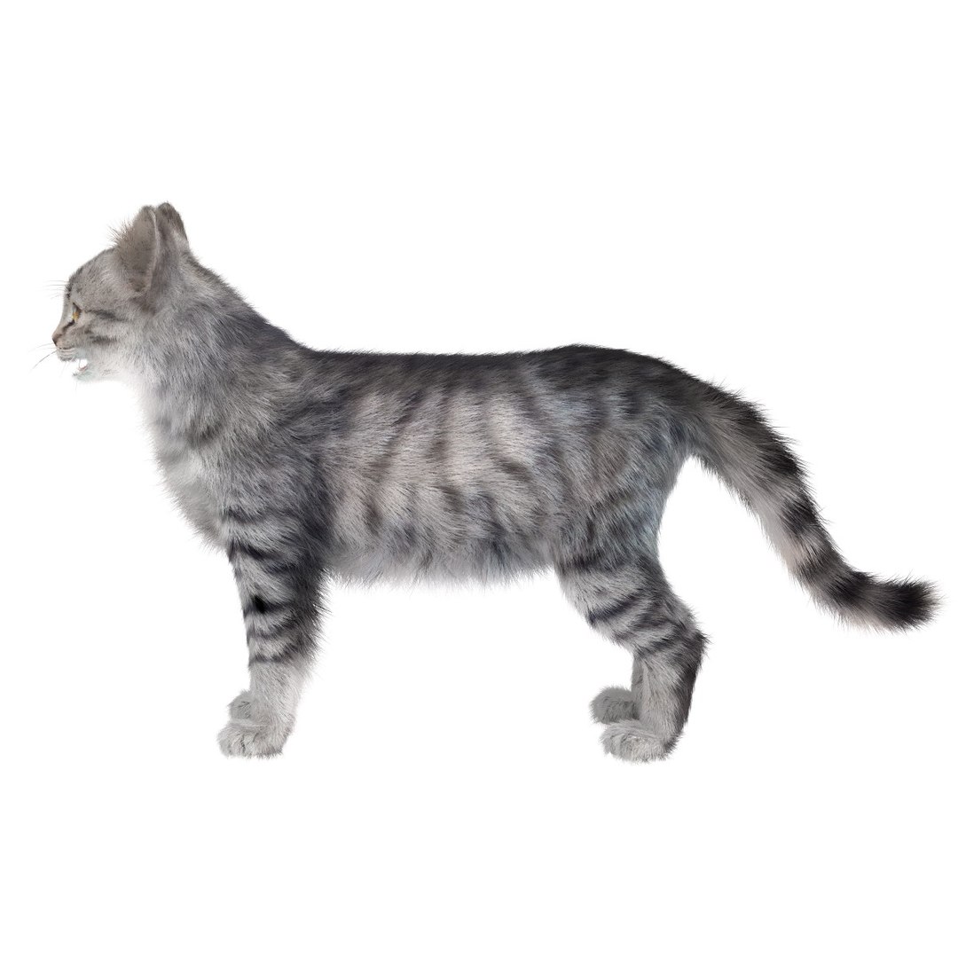 Cat 3 Fur