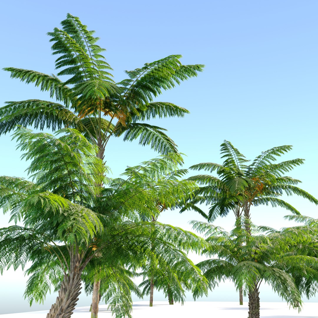 Tree Fern 3D Model - TurboSquid 1945565