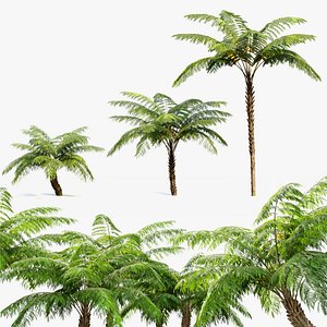 3D Australian Tree Fern - TurboSquid 1939773