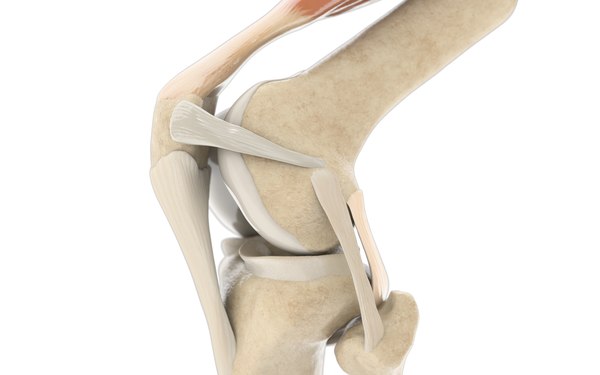 Knee Cap 3D Models for Download | TurboSquid