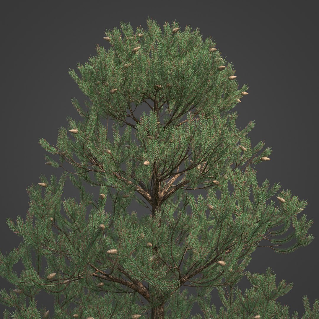 2021 PBR Austrian Black Pine Collection - Pinus Nigra 3D Model ...