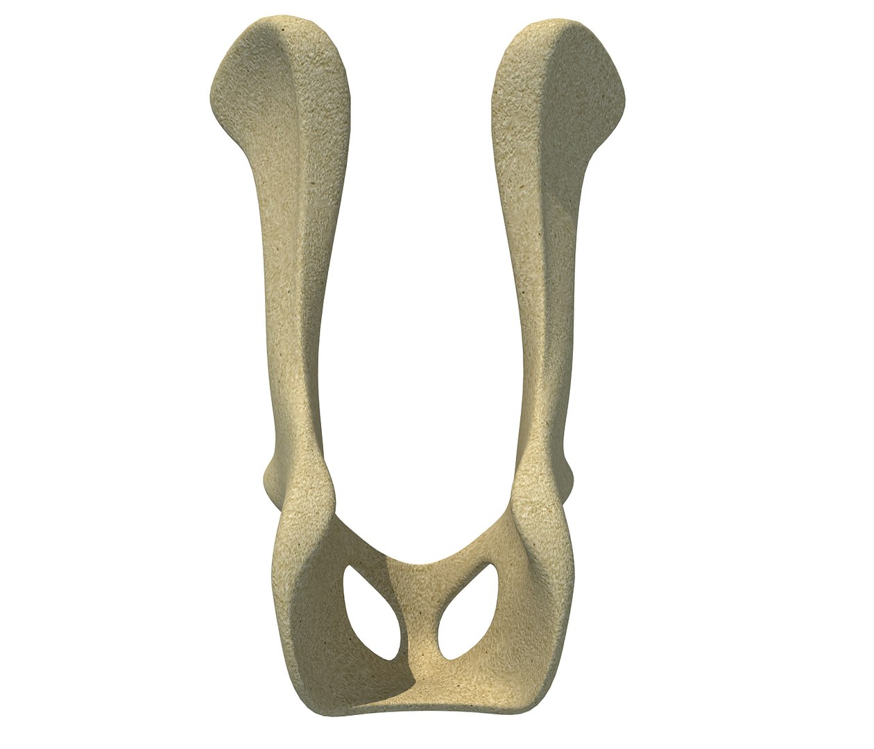 Animal pelvis 3D - TurboSquid 1177853