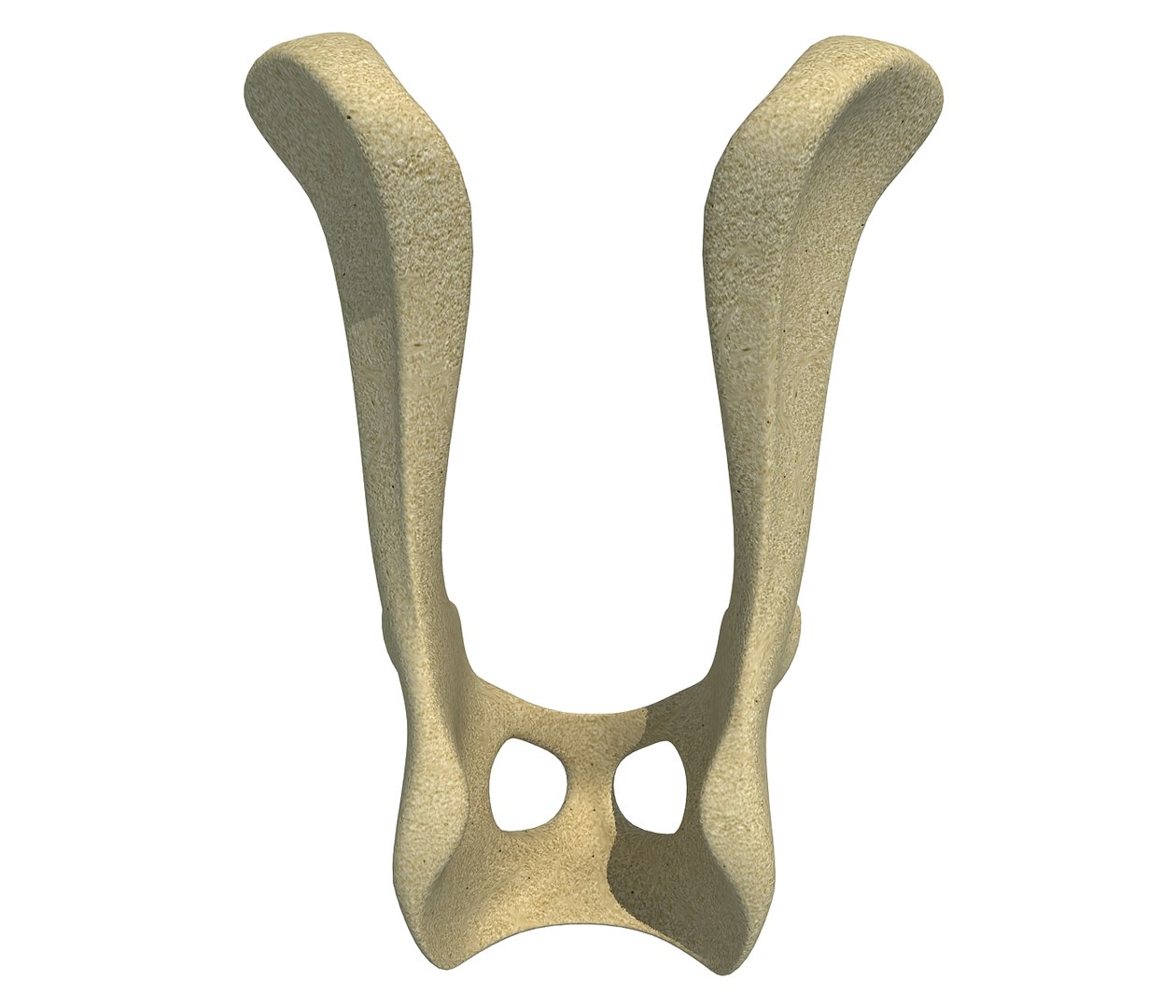 Animal pelvis 3D - TurboSquid 1177853