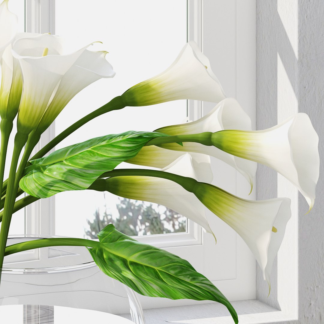 3D Calla Lily Model | 1145669 | TurboSquid