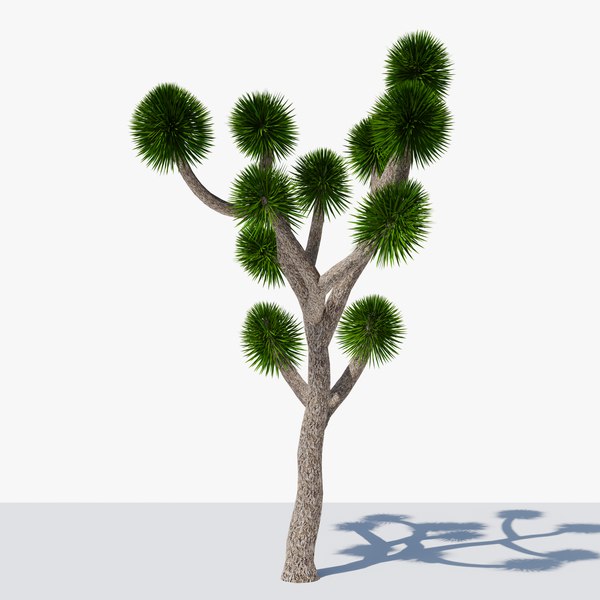 modelo 3d Joshua Tree or Yucca Palm v4 - TurboSquid 2044531