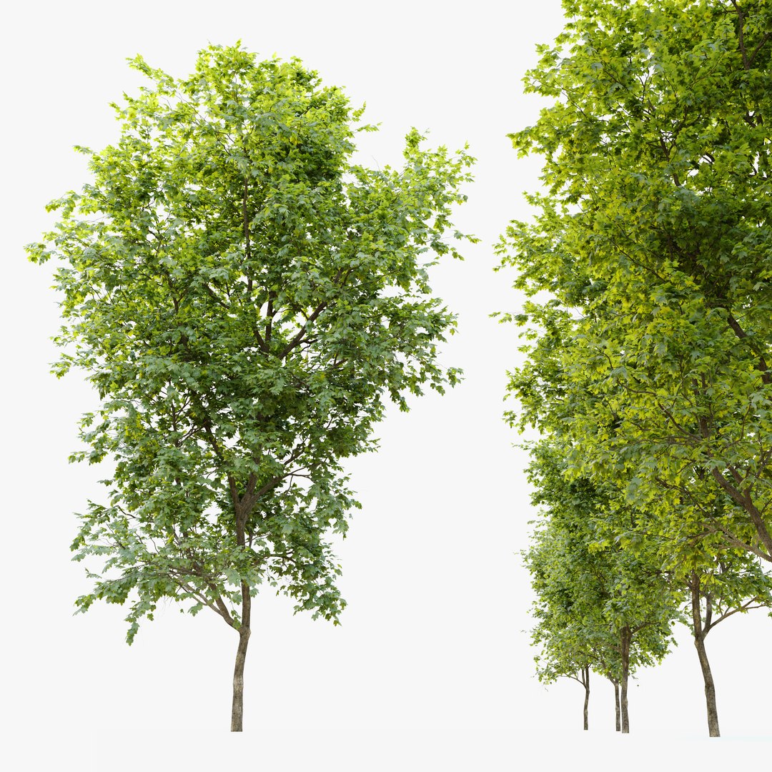 Sycamore maple 3D - TurboSquid 1955879
