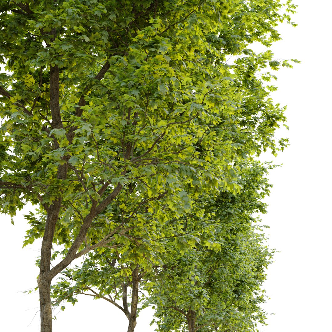 Sycamore maple 3D - TurboSquid 1955879
