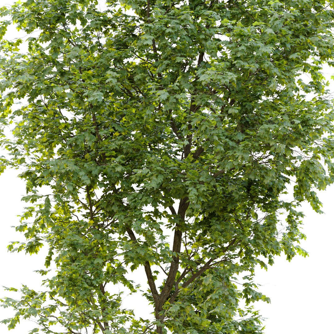 Sycamore maple 3D - TurboSquid 1955879