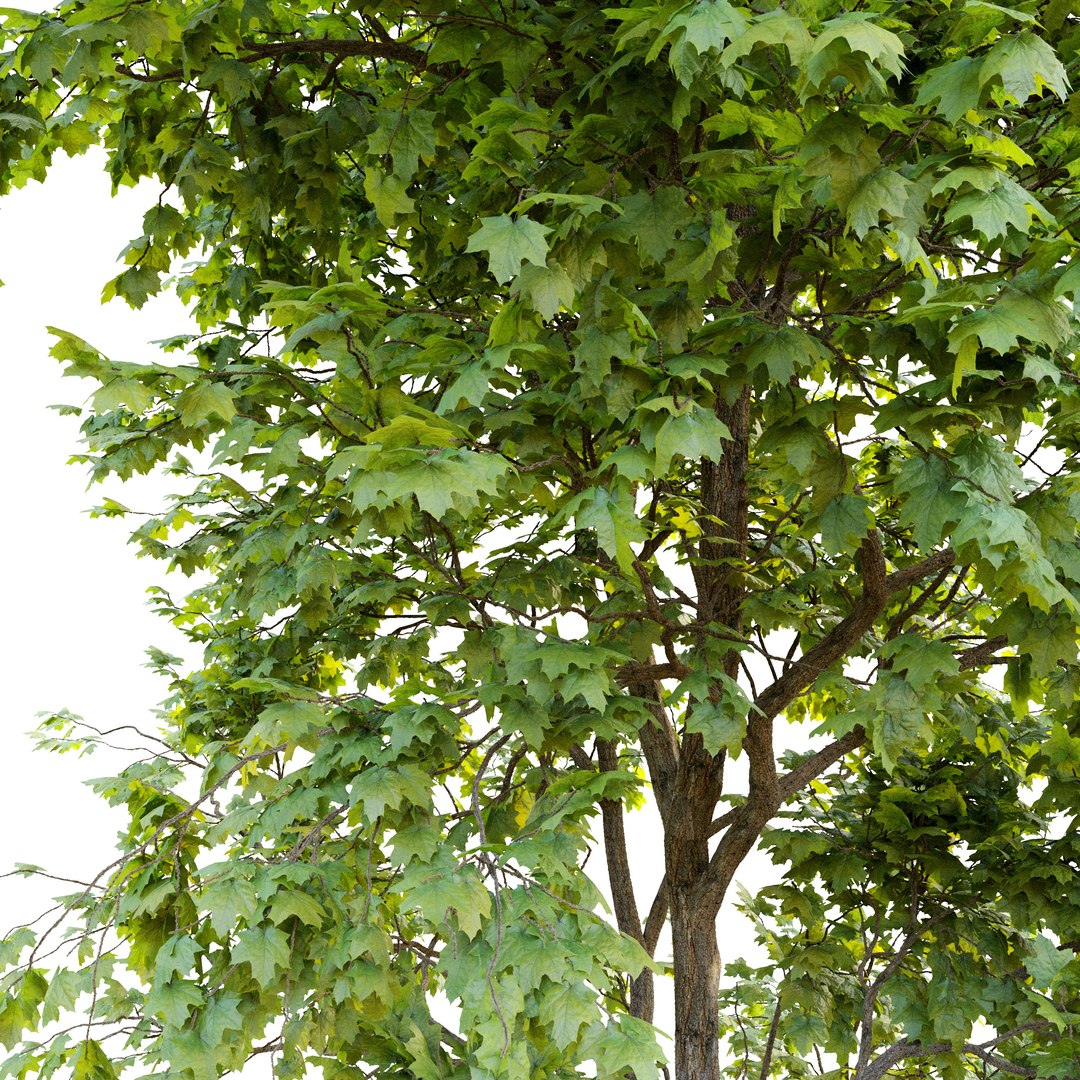 Sycamore maple 3D - TurboSquid 1955879