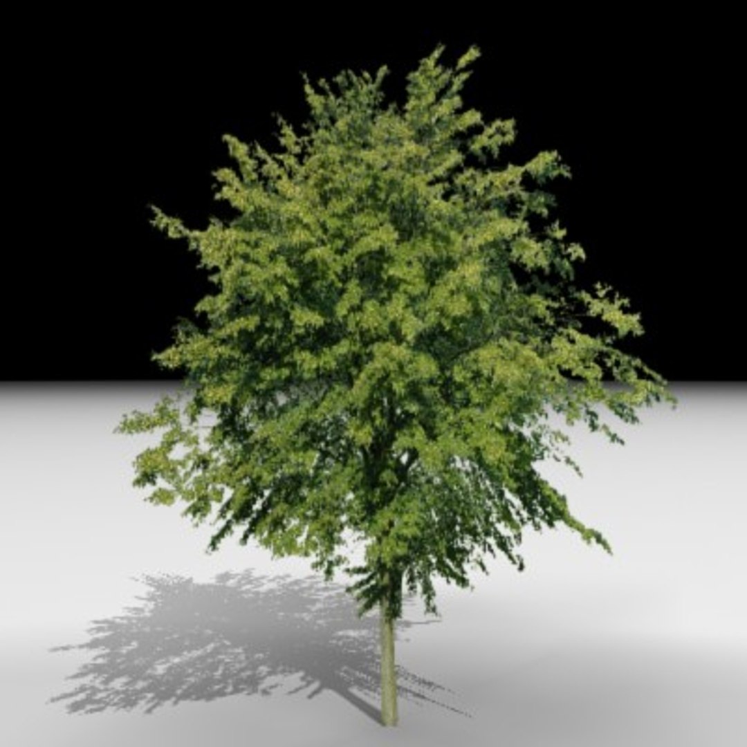 Tree Plant 3d Model