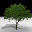 Tree Plant 3d Model